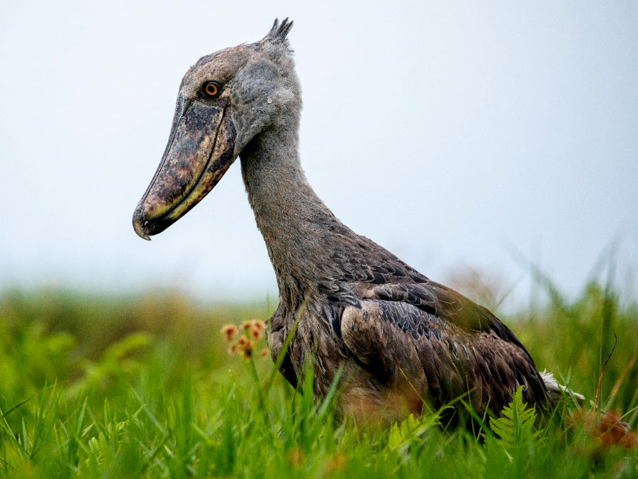 The Shoebill Stock & Where to find it - Early Trails Expeditions