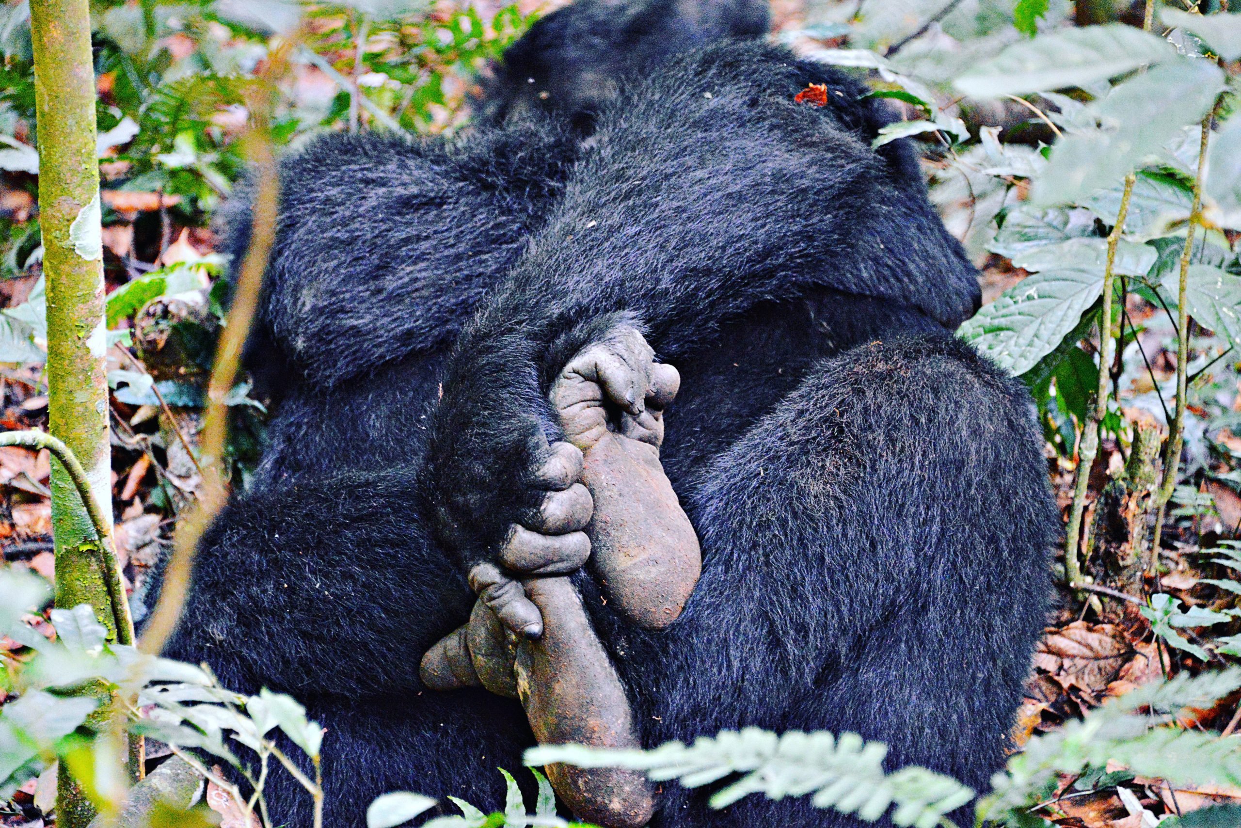 14 Days Uganda Wildlife & Primates Safari - Early Trails Expedition