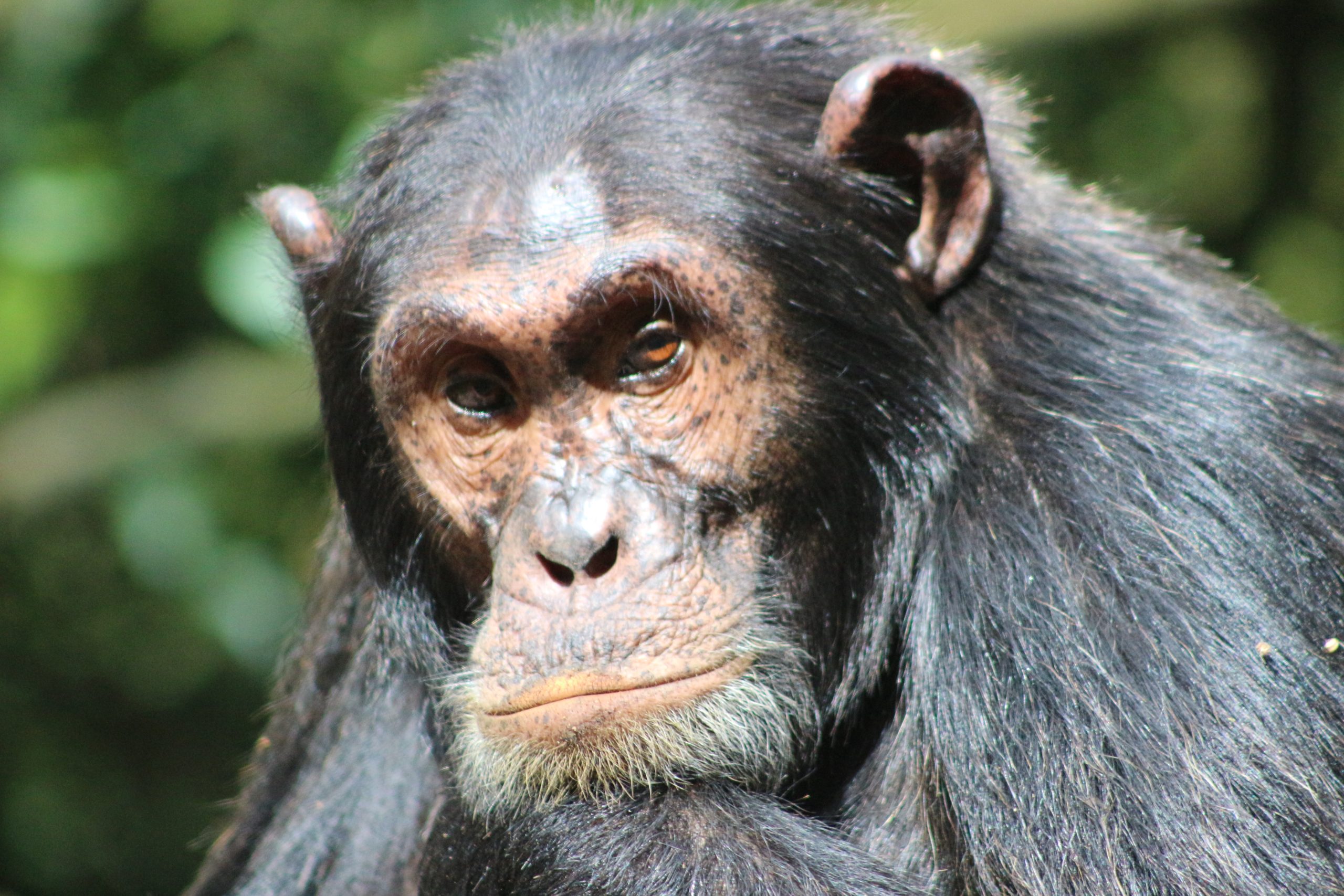 7 Days Uganda Chimpanzee & Wildlife - Early Trails Expeditions