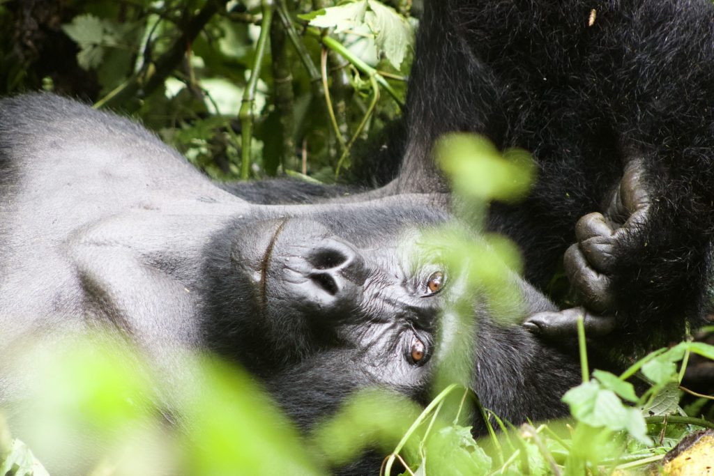 5 days Uganda luxury gorilla - Early Trails Expeditions