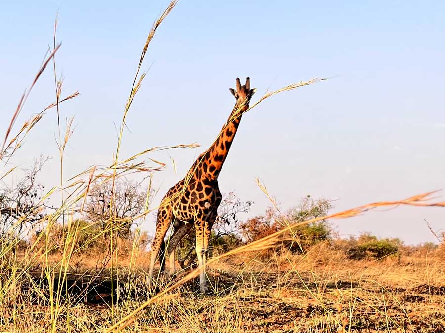 5 Days Uganda Primates Adventure - Early Trails Expeditions