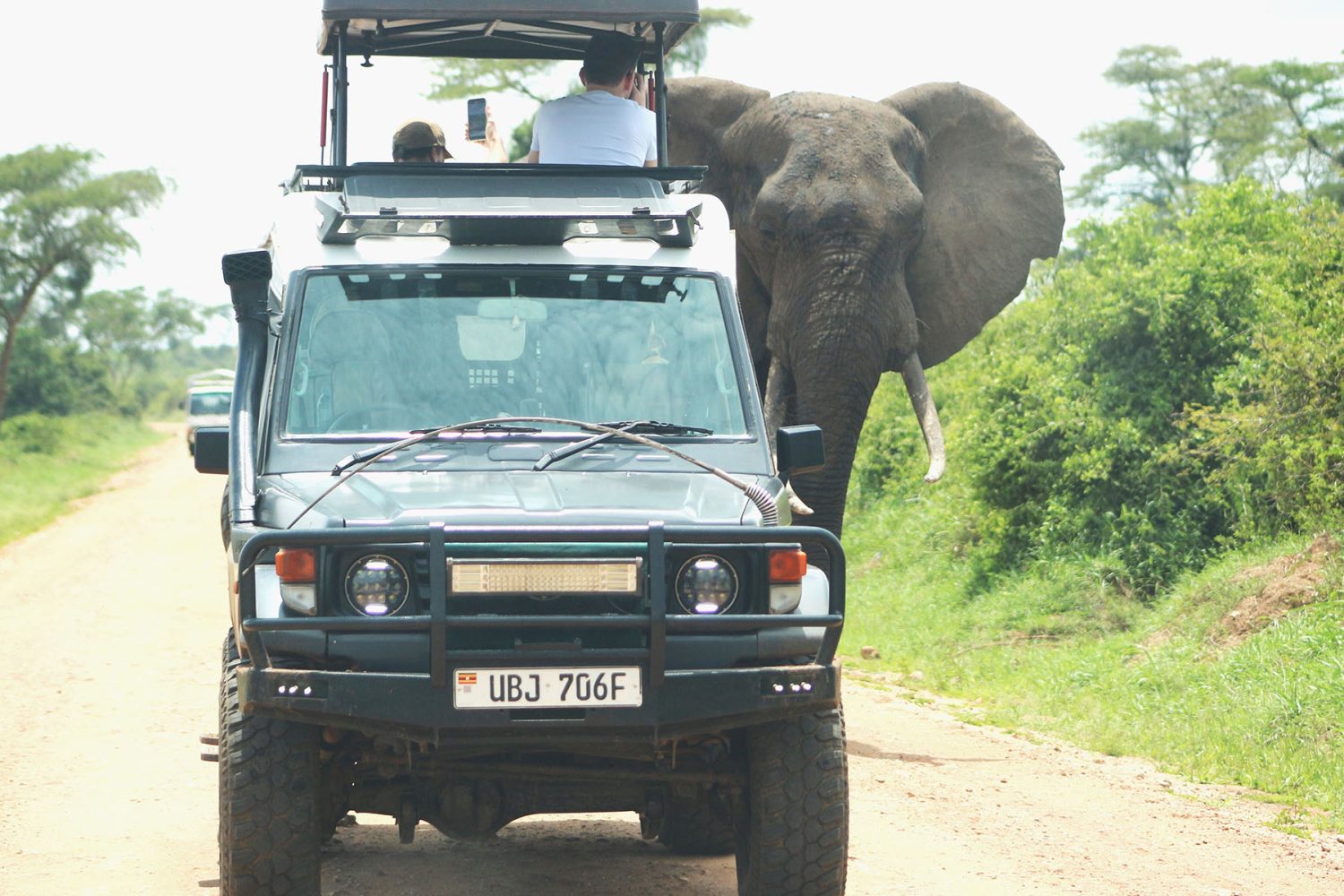 Behaviours of Elephants in Uganda - Early Trails Expeditions